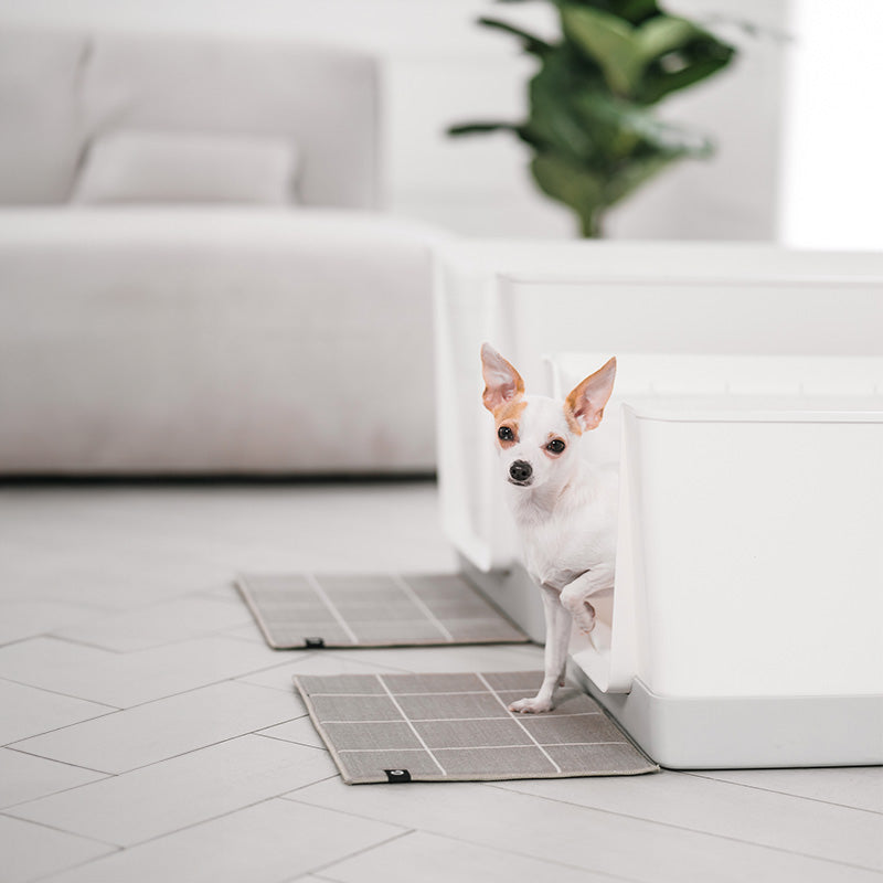 Doggy Bathroom Litter Box for Dogs | Indoor Potty for Small Dogs ...